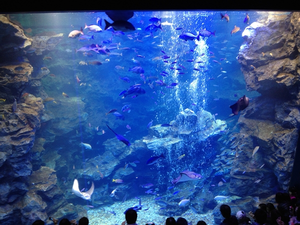 Kyoto Aquarium - Kyoto Tourism Lab｜Photo Map Access Around